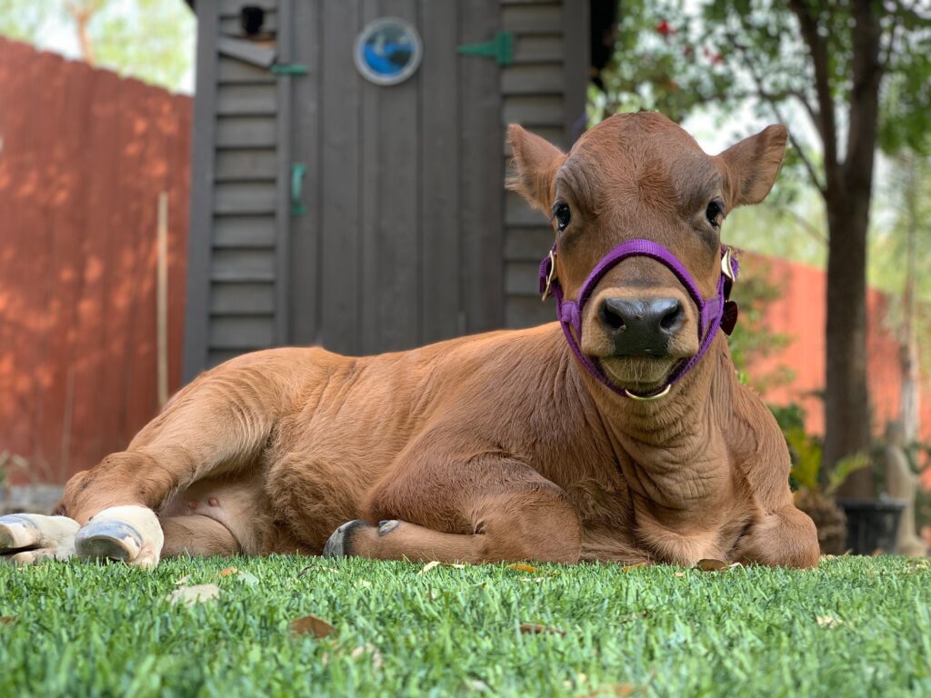 The Gentle Barn | Nashville Guru