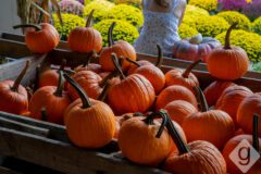 Nashville Fall Festival: Corn Maze, Pumpkin Patch, and Fall Fun ...
