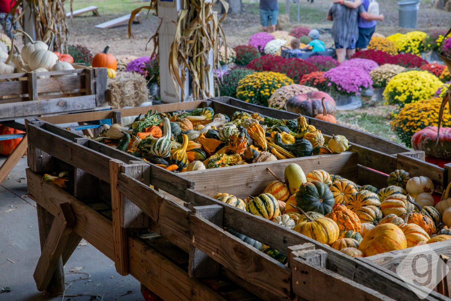 Nashville Fall Festival: Corn Maze, Pumpkin Patch, and Fall Fun ...