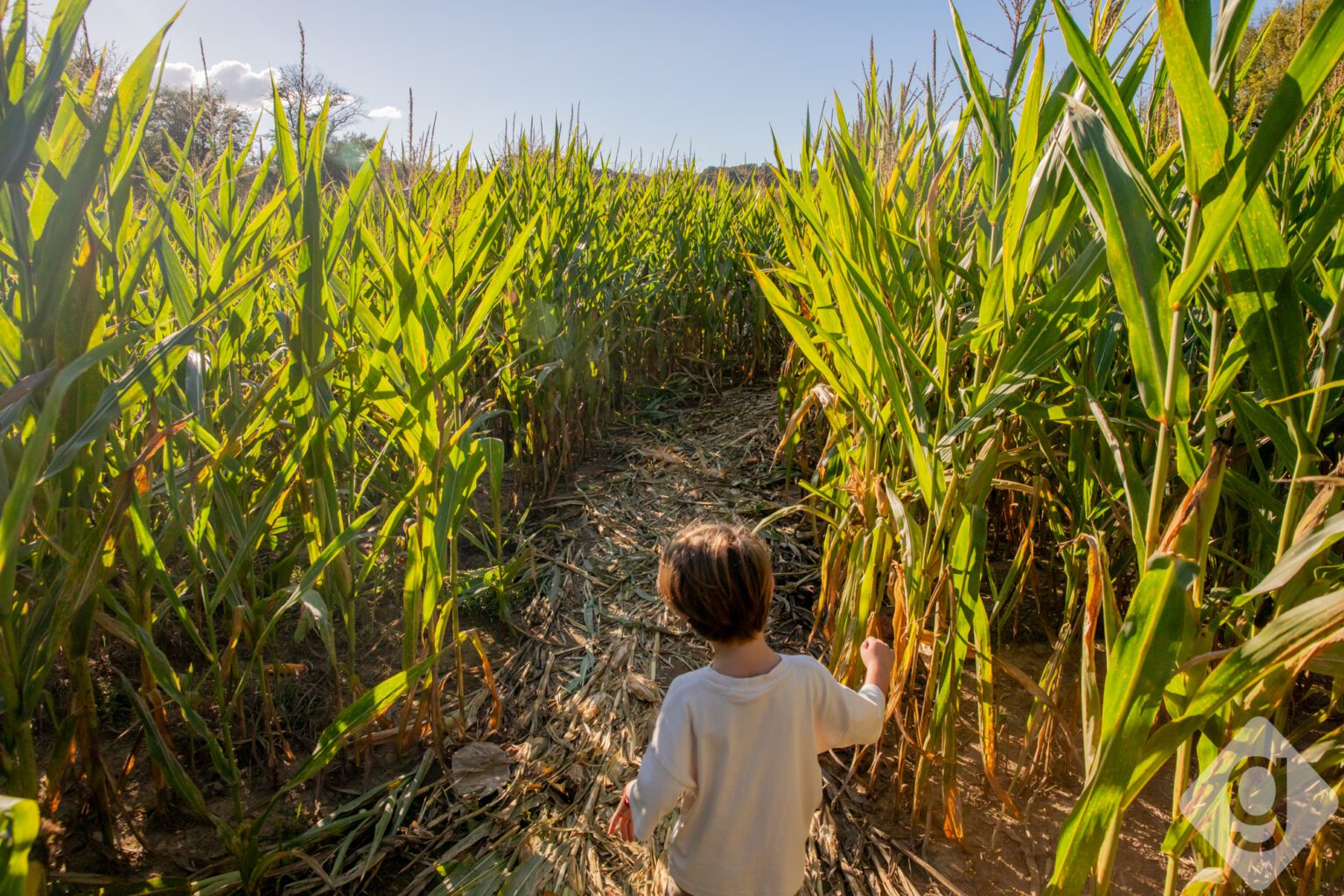 Nashville Fall Festival: Corn Maze, Pumpkin Patch, and Fall Fun ...