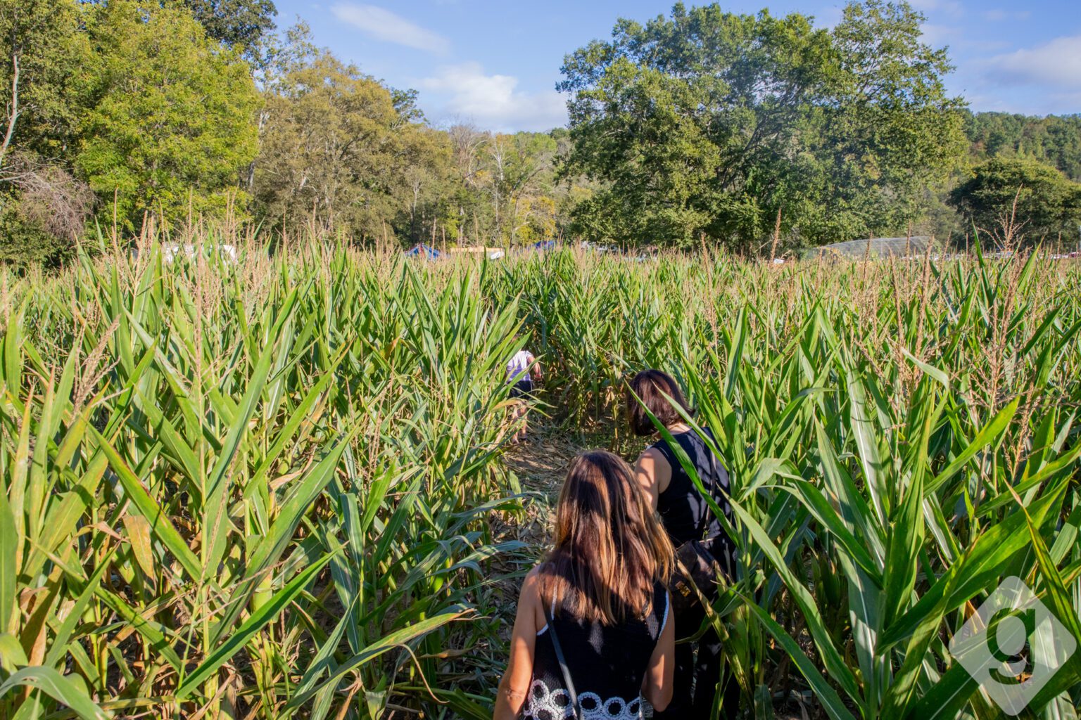 Nashville Fall Festival: Corn Maze, Pumpkin Patch, and Fall Fun ...